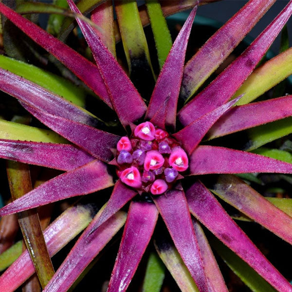 Other-Bromeliads_1200x1200.jpg?v=1569876487