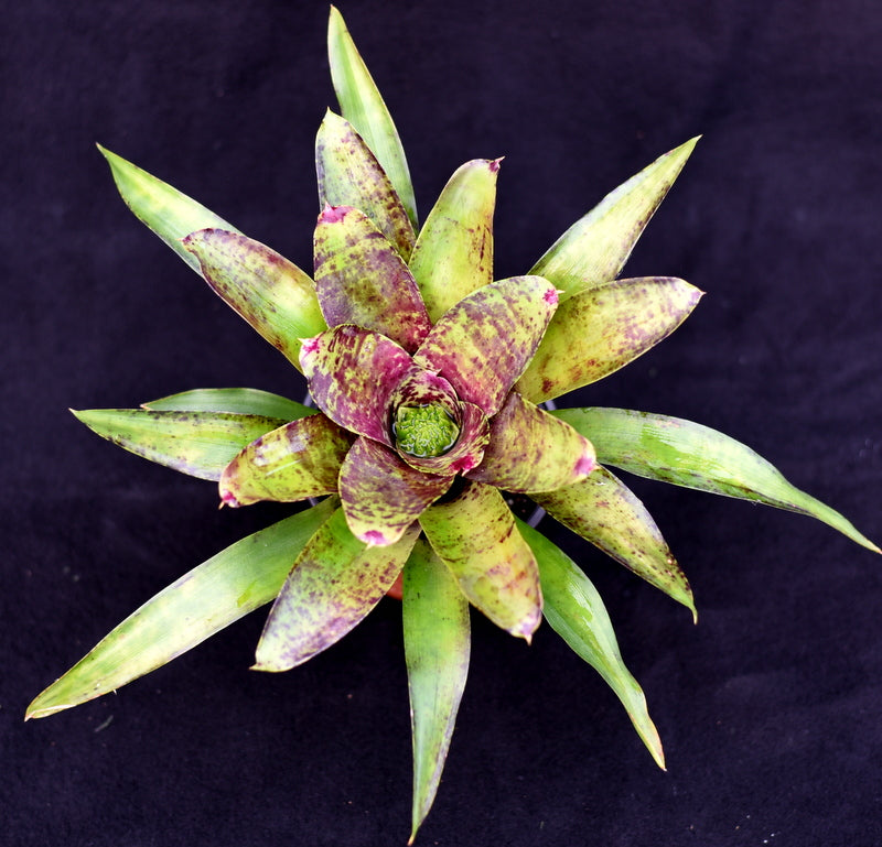 DSC_0633_1200x1200.jpg?v=1696536191